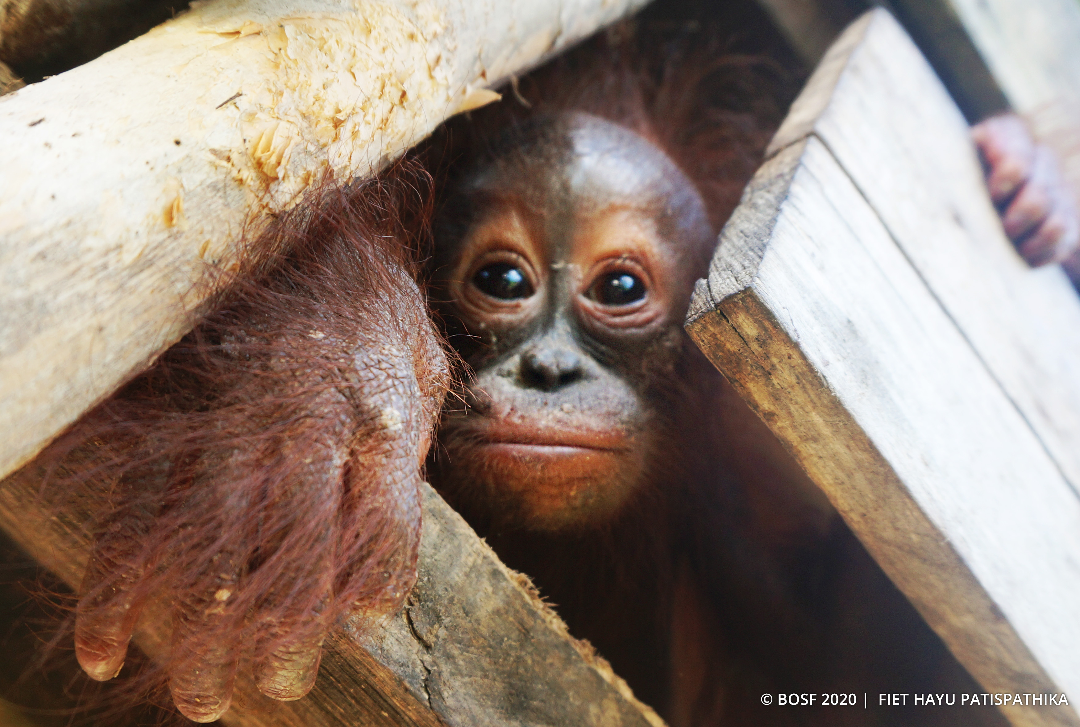 Crying Orangutan