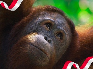 Freedom For Orangutan