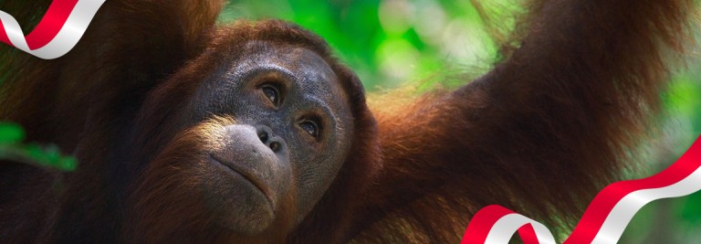 Freedom For Orangutan