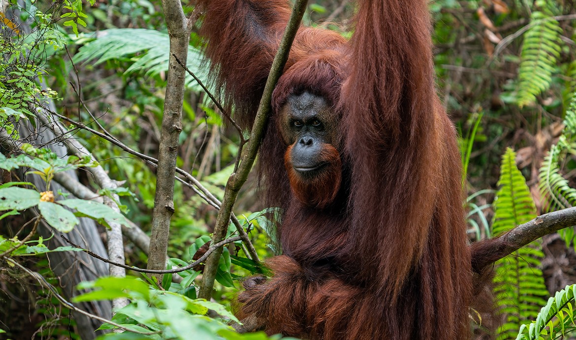 Tentang Habitat Orangutan