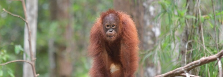 Orangutan Day Celebration