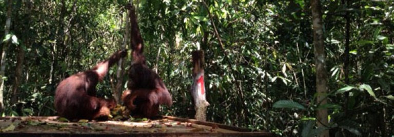 A New Home for the 26 Orangutans Relocated at Bangamat