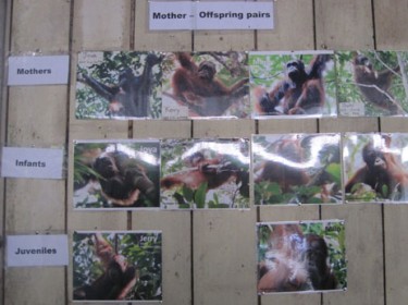 TUANAN ORANGUTAN RESEARCH STATION