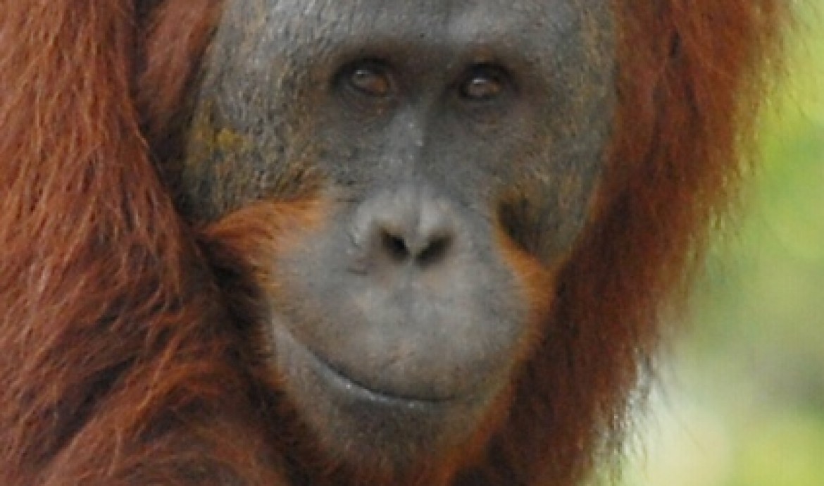 NYARU MENTENG ORANGUTAN RELEASE CANDIDATE PROFILES #7