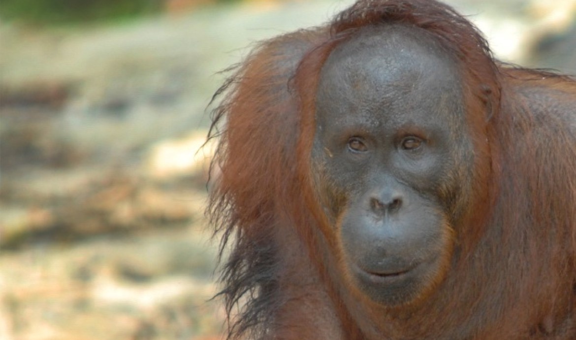 NYARU MENTENG ORANGUTAN RELEASE CANDIDATE PROFILES #7