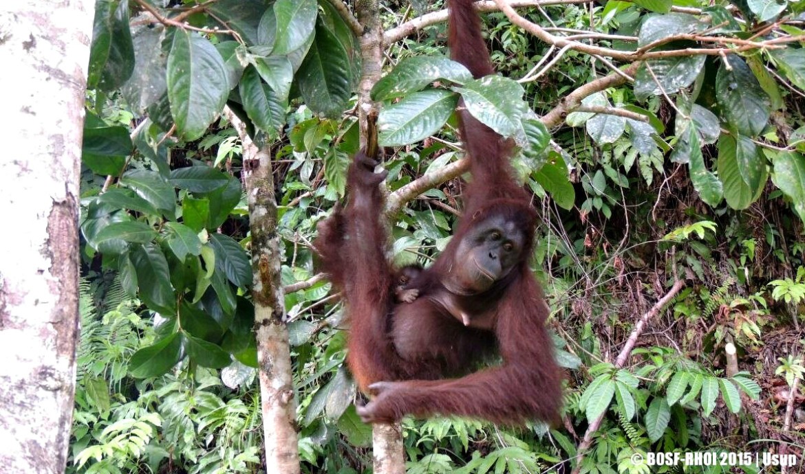 YAYANG AND HER HEALTHY CHILDREN