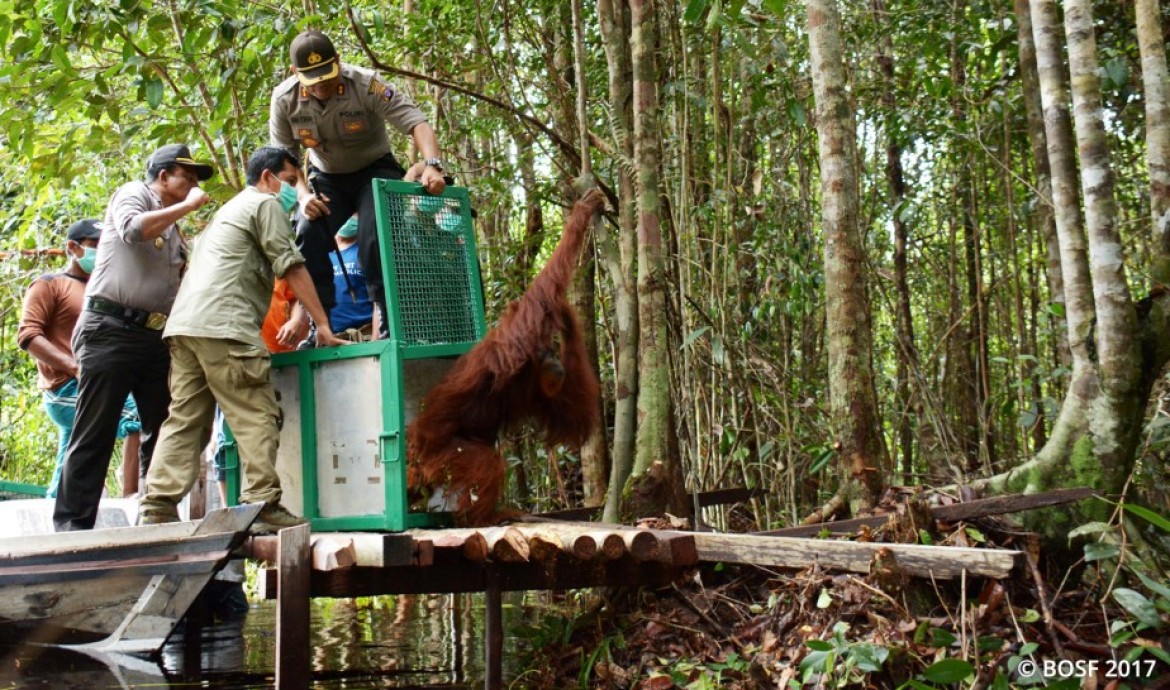 MISI PENYELAMATAN BERHASIL 11 ORANGUTAN DITRANSLOKASI