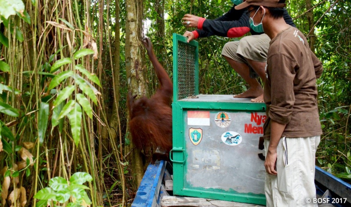 MISI PENYELAMATAN BERHASIL 11 ORANGUTAN DITRANSLOKASI