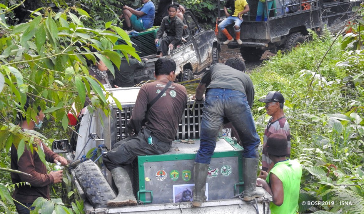 103 ORANGUTAN KINI BEBAS MENJELAJAH DI HUTAN KEHJE SEWEN