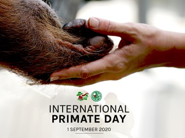 WORLD PRIMATE DAY: LET’S SAVE ORANGUTANS!