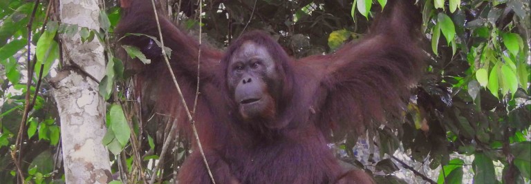 ORANGUTAN RESCUE AT MUARA TOYU