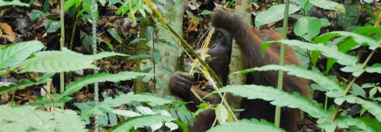 TASTE-TESTING ORANGUTAN FOOD!