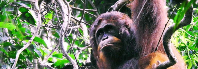 LEARNING TO LIVE WITH OUR FOREST-DWELLING NEIGHBOURS