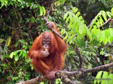 KISAH PERSAHABATAN DAN KETANGGUHAN TAYMUR